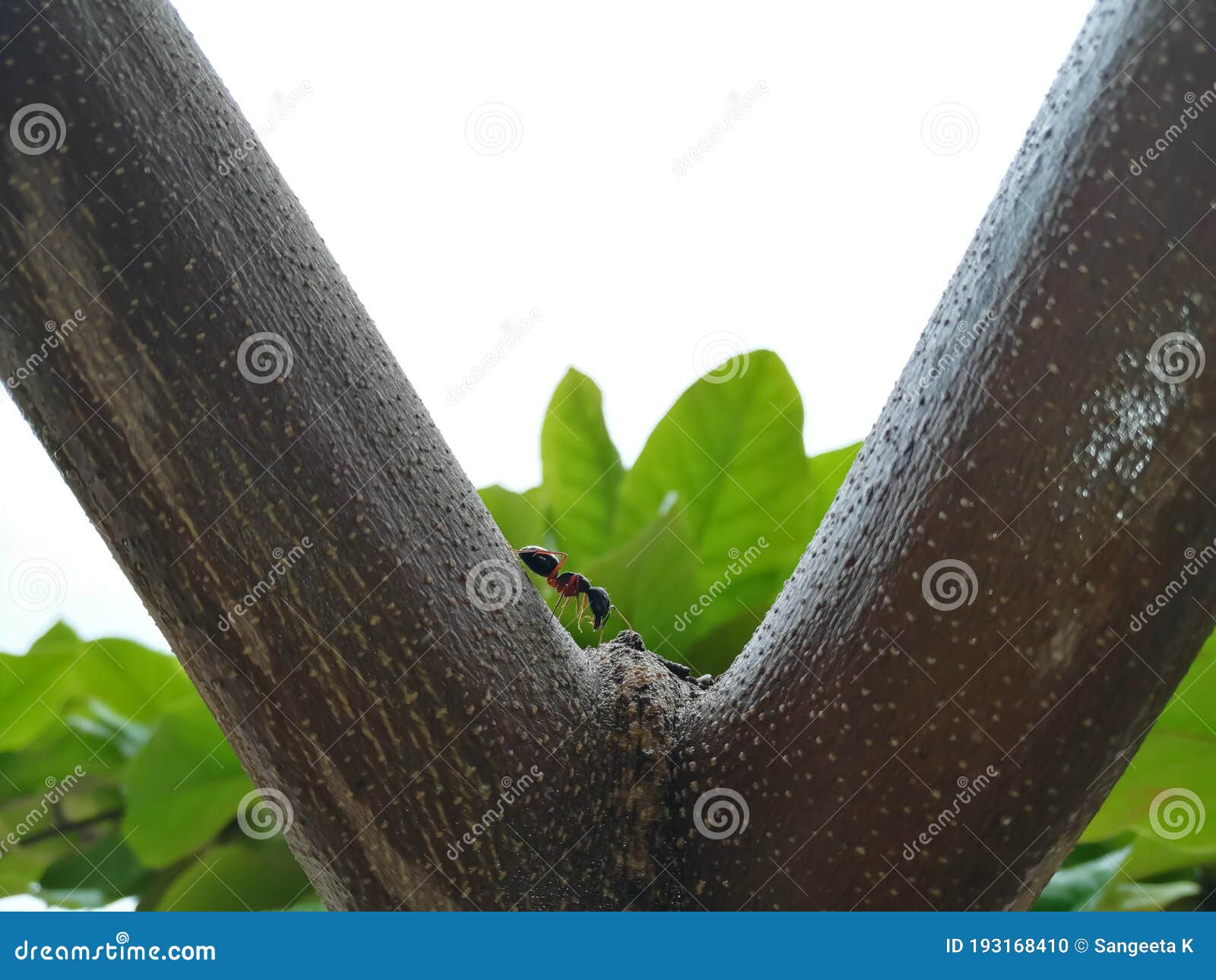 Ants Moving In Anthill Royalty-Free Stock Photo | CartoonDealer.com ...