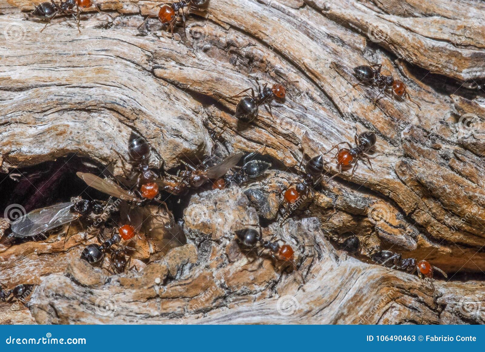 Ants moving close up stock image. Image of pest, wood - 106490463