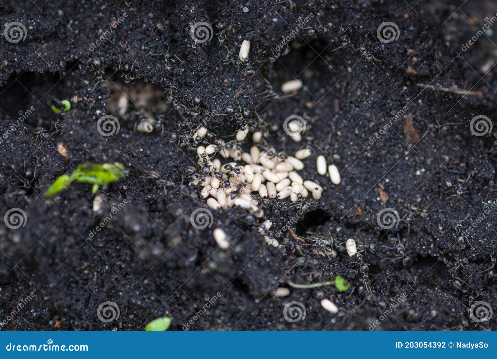 Ants Moving Eggs To Their Burrows in the Ground Stock Photo - Image of ...