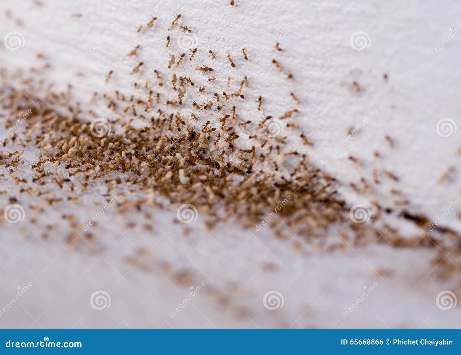 Ants moving stock photo. Image of holding, carry, house - 65668866