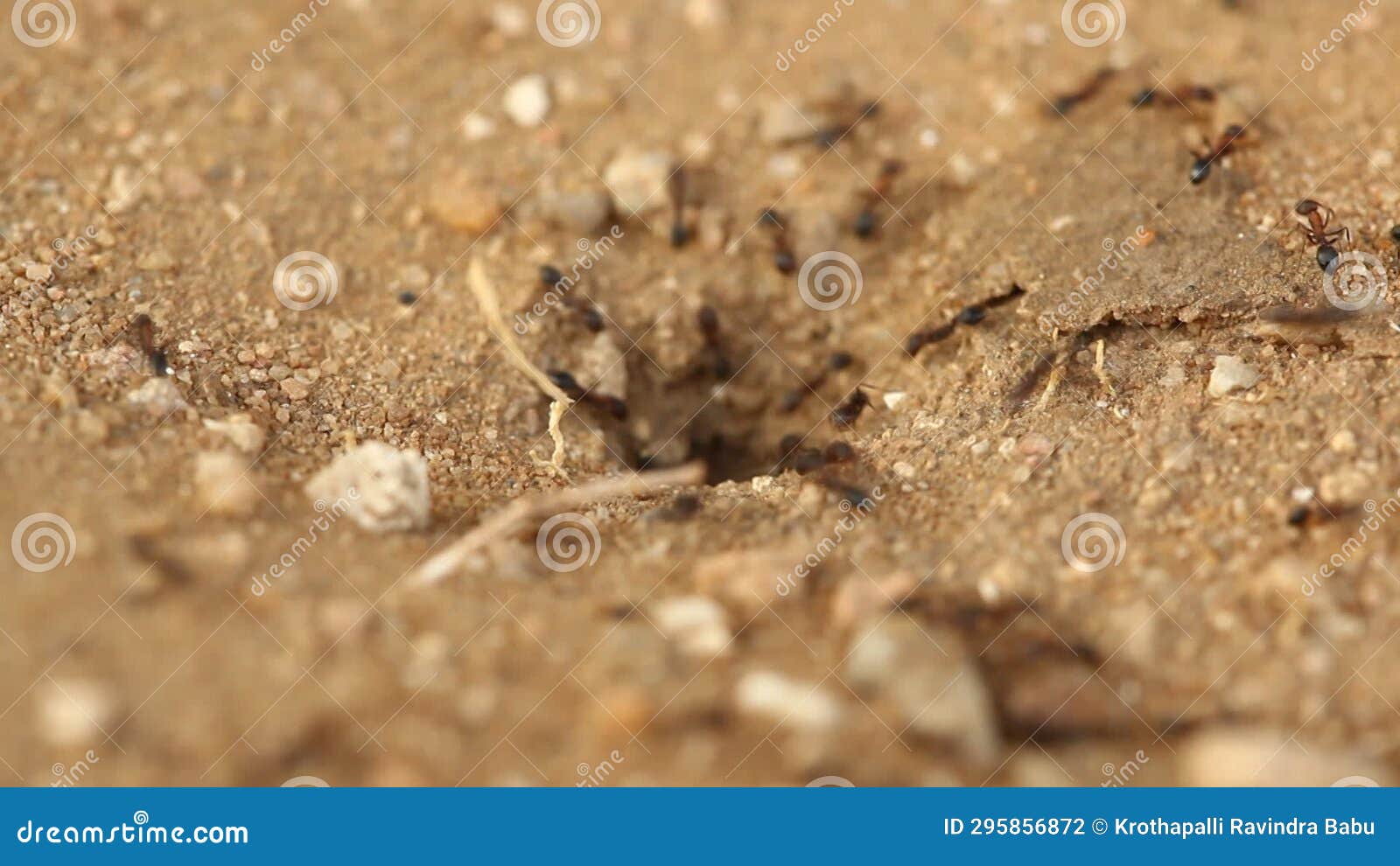 Ants on the mud Grass stock footage. Video of closeup - 295856872