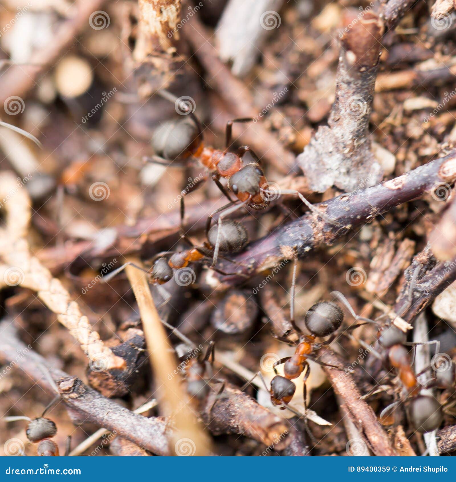 Ants in nature. close-up stock image. Image of wood, woods - 89400359