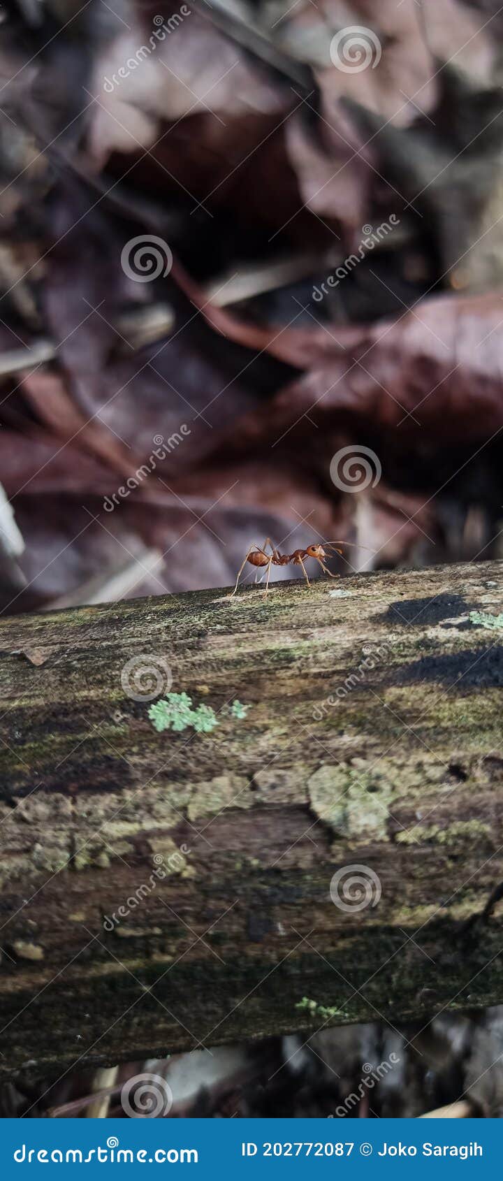 Ants in Nature / HD Bokeh Ants / Semut HD Stock Image - Image of semut ...
