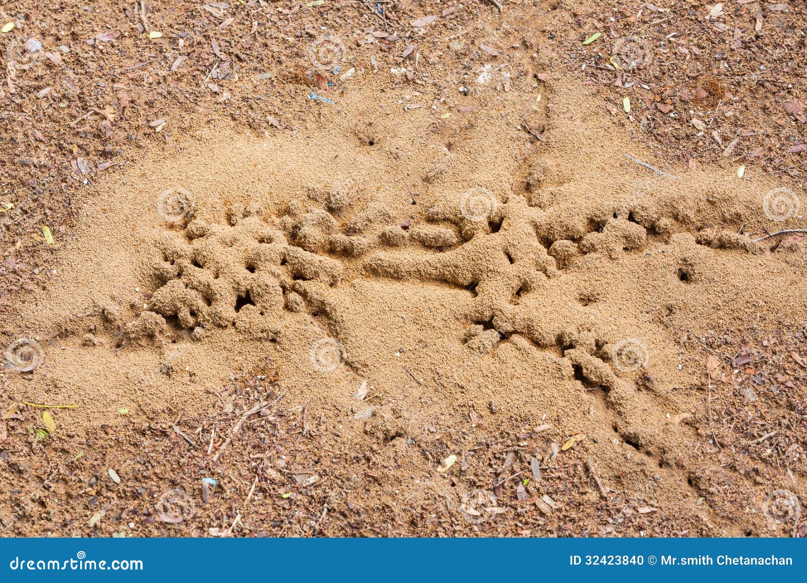 Ants In The Nest Carry Eggs. Red Carpenter Ants Tending Pupae And ...
