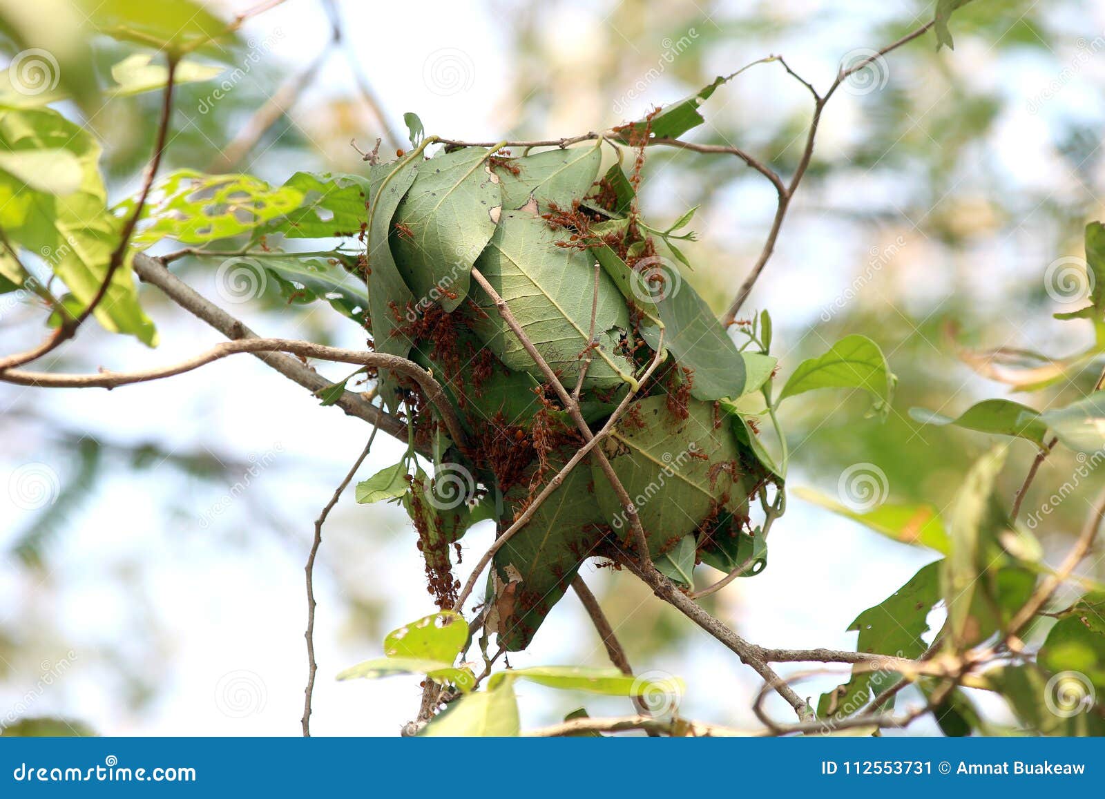 Nest Ant Ants Nest On Green Leaves Of A Tree By Joining Together Stock Image Image Of Journey