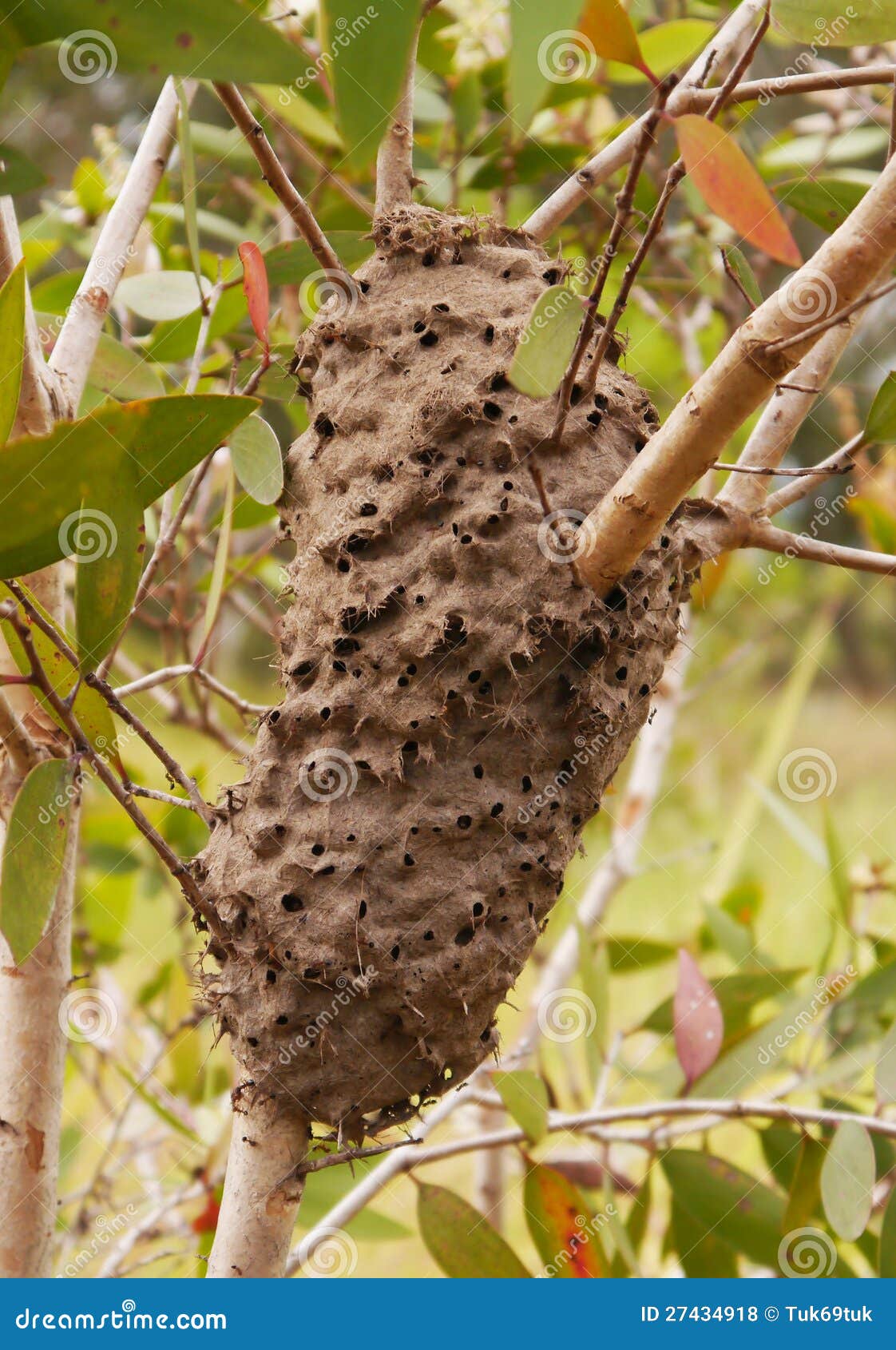 Ants nest in a tree stock photo. Image of pest, closeup - 27434918