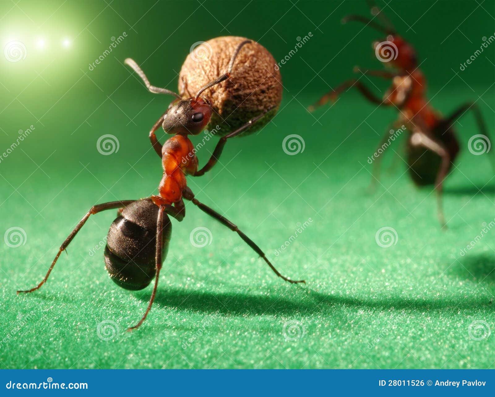 Ants Night Soccer at Stadium Stock Photo - Image of keeper, green: 28011526