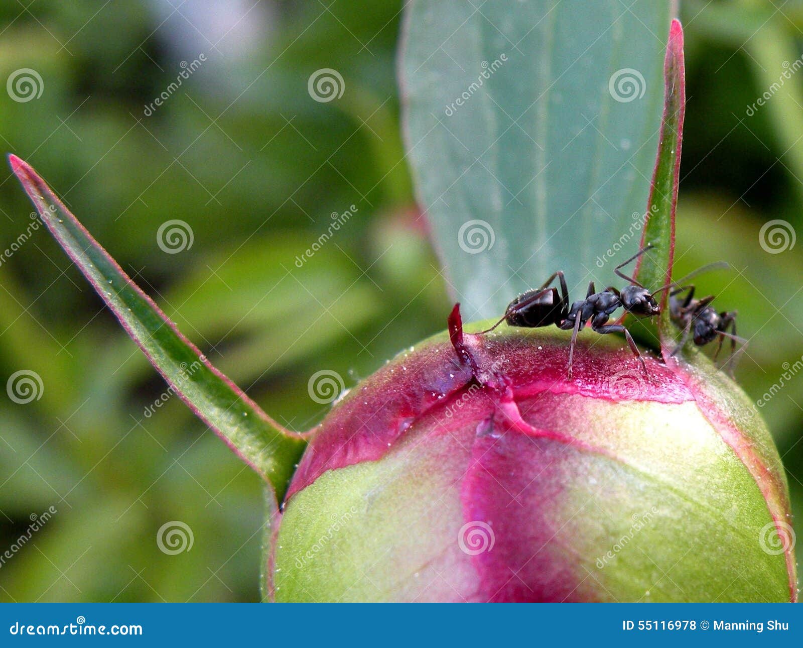 Ants on Peony Bud stock photo. Image of play, flower - 55116978