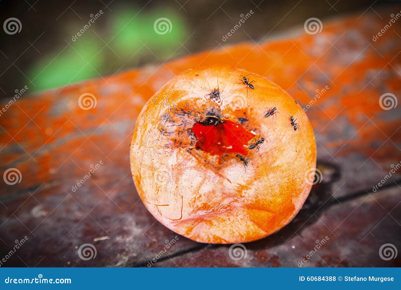 Ants on persimmon stock photo. Image of insects, ripe - 60684388
