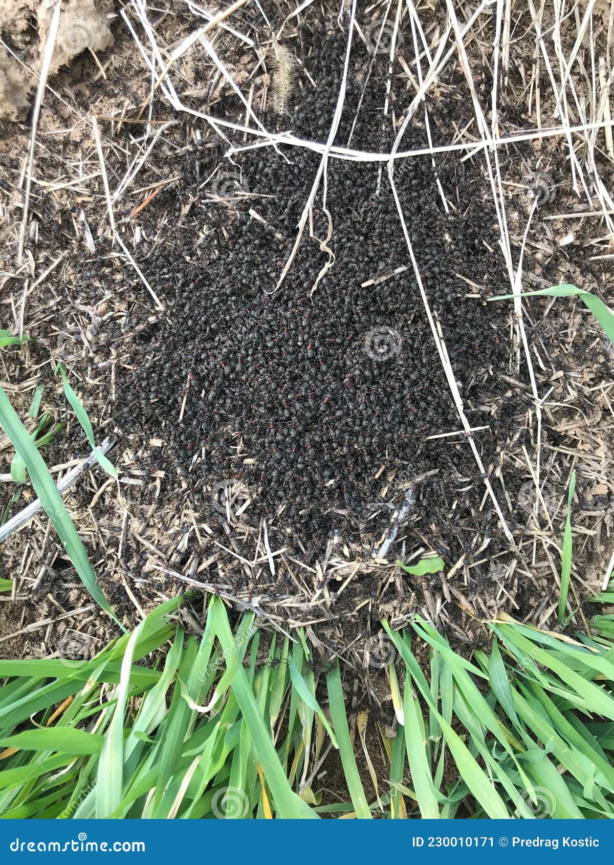 Big anthill stock image. Image of ideas, blue, animal - 230010171
