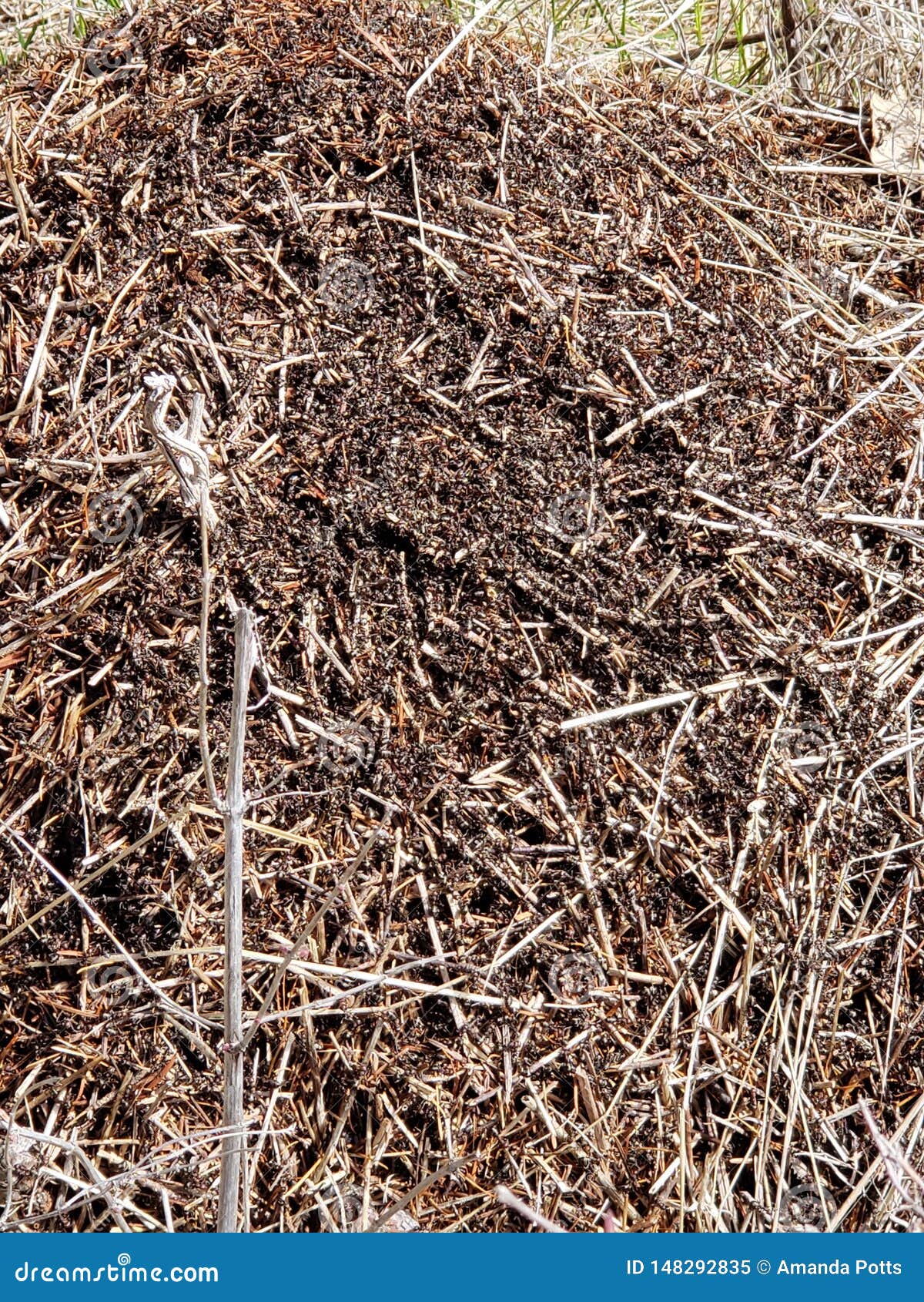 Ant Pile Stock Images - Download 252 Royalty Free Photos