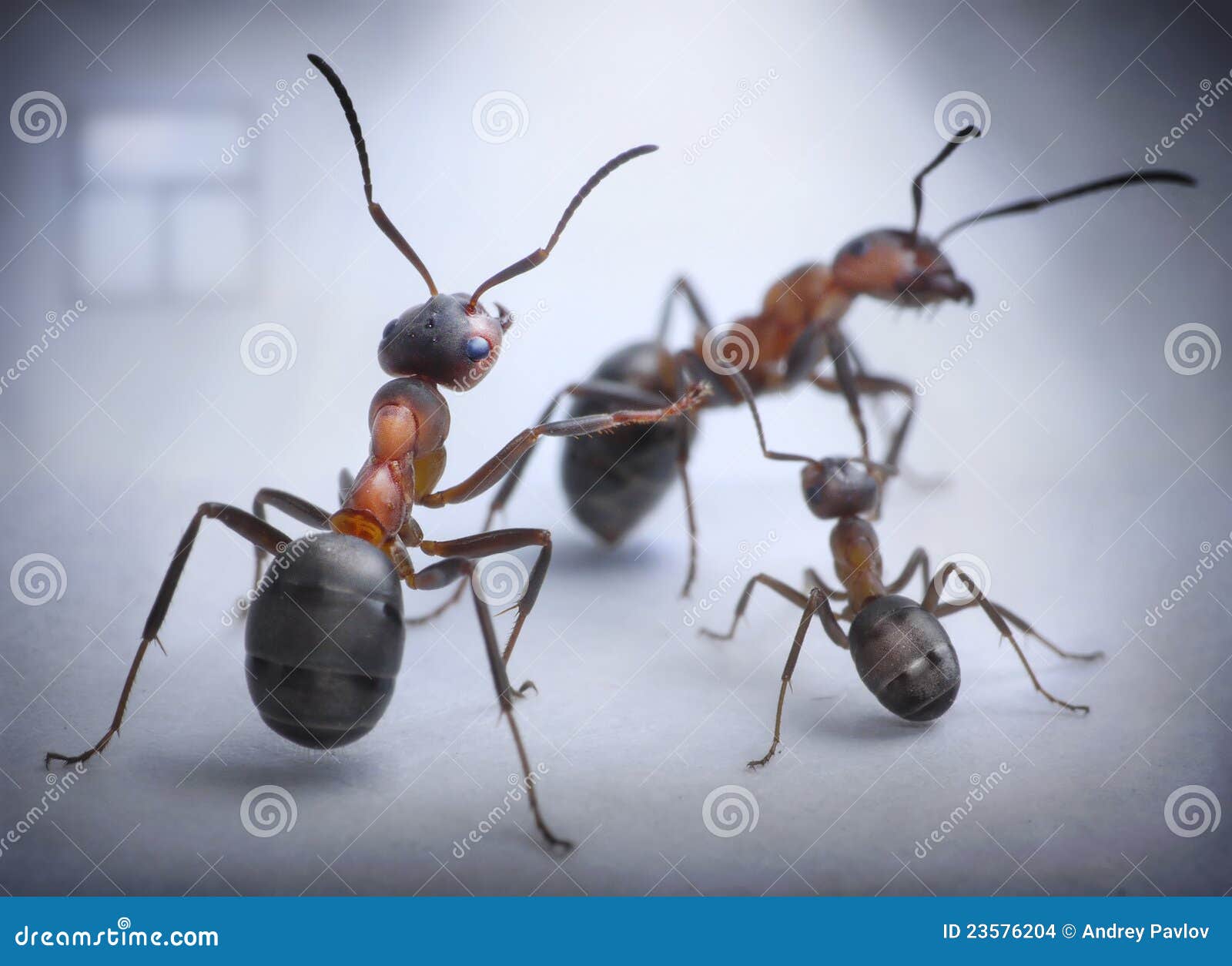 Ants Play Human Situation of Family Scandal Stock Photo - Image of ...