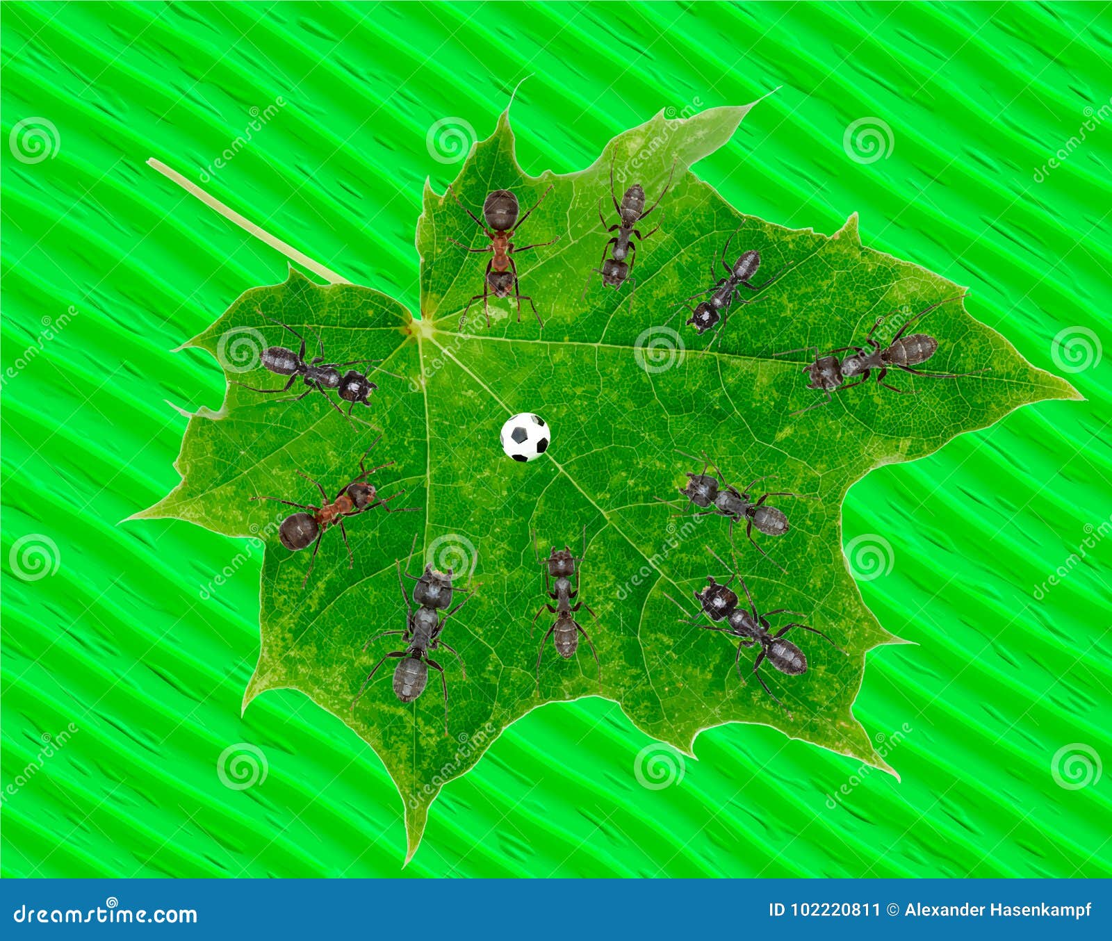 Ants Play Soccer on Green Leaf Stock Image - Image of animals, stadium ...