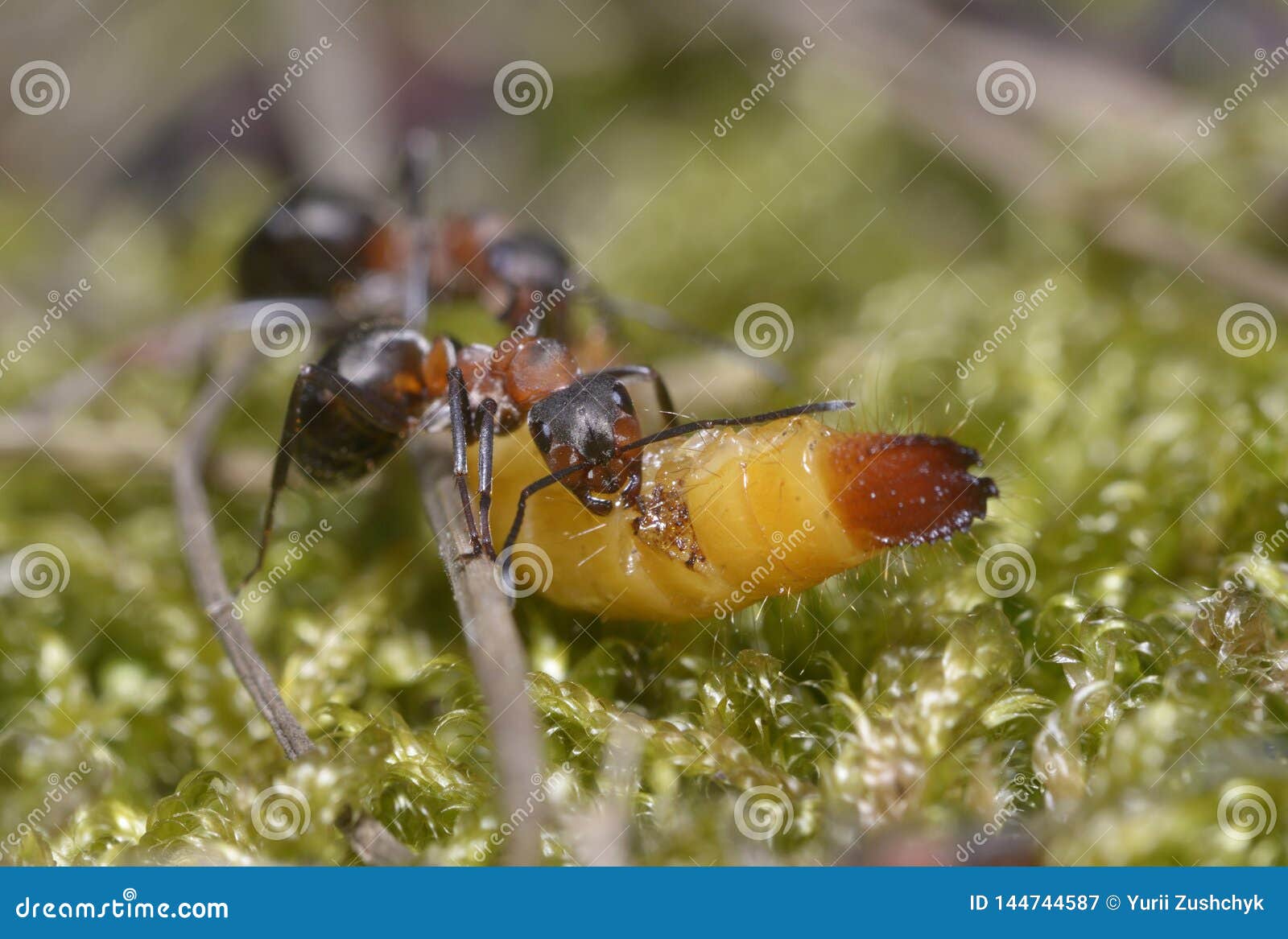 Ants Pulling a Grub Gnawing it Stock Image - Image of nibble ...