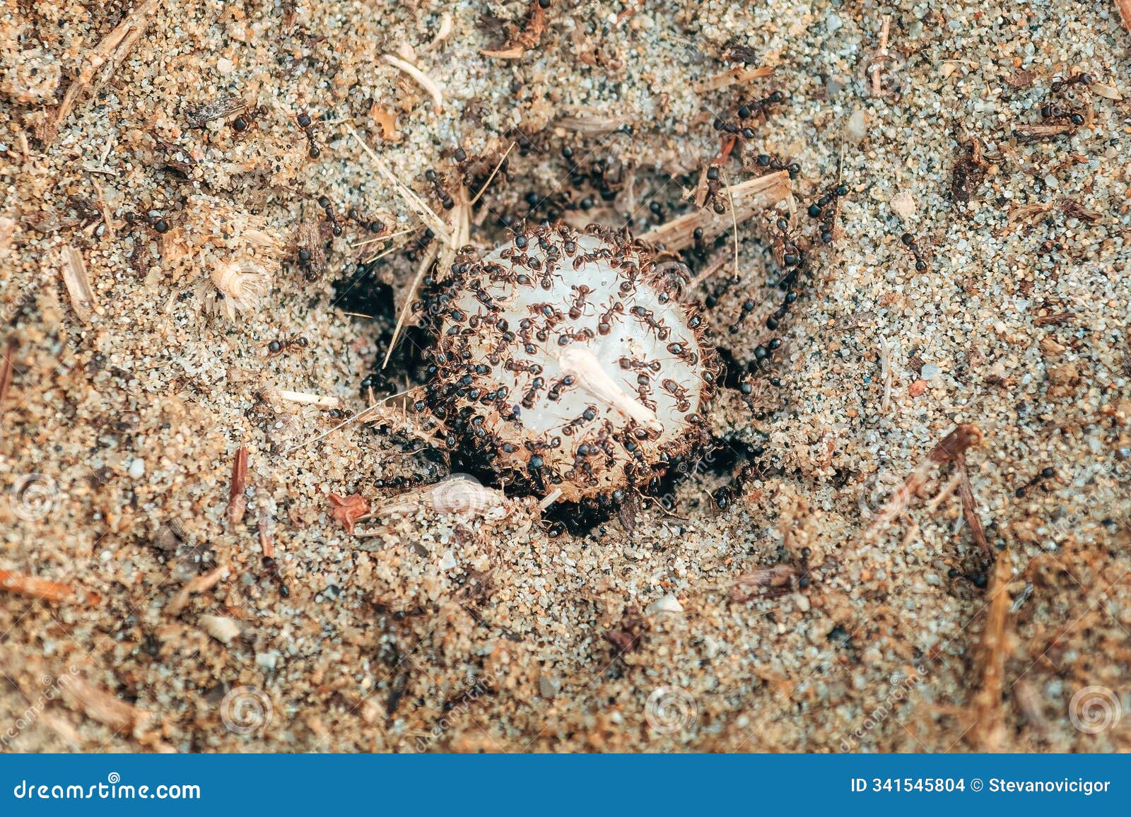 Ants Pushing Fruit into Nest Hole Stock Photo - Image of summer ...