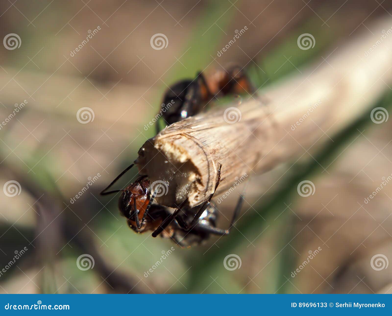 Ants race playing game stock image. Image of wildlife - 89696133