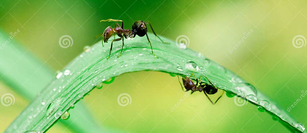 Ants after rain #1 stock image. Image of leaf, greenery - 1699109