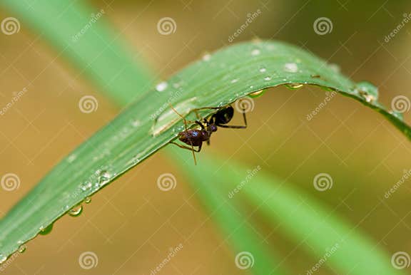 Ants after rain #1 stock image. Image of foliage, rockhampton - 1699187