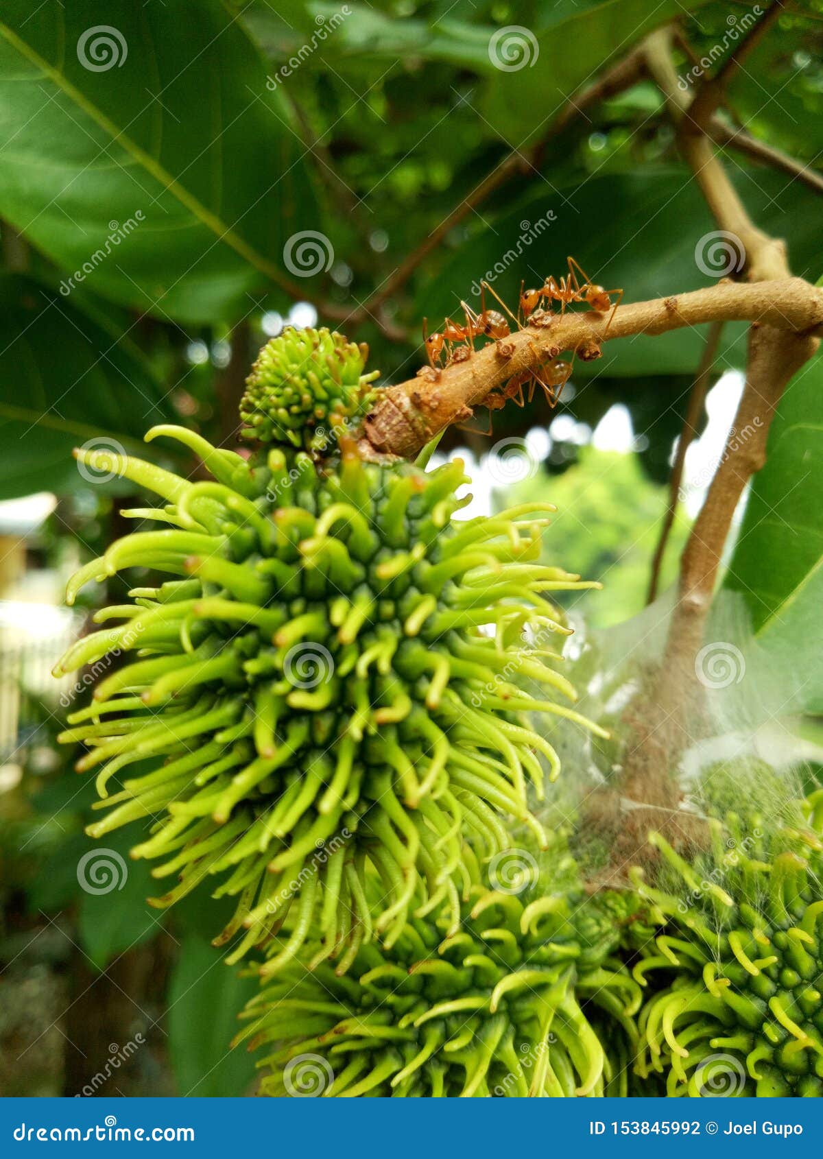Ants on a rambutan tree stock photo. Image of insects - 153845992