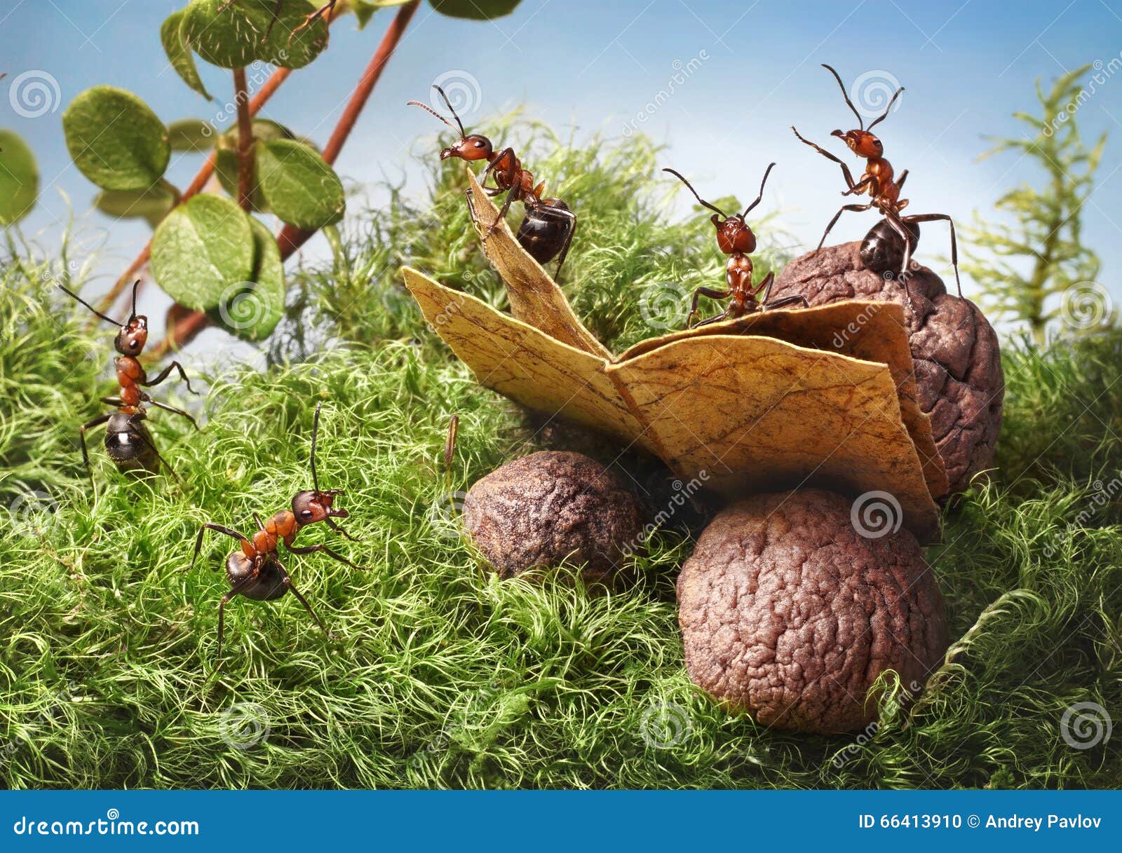 Ants read book stock photo. Image of forest, fairytale - 66413910