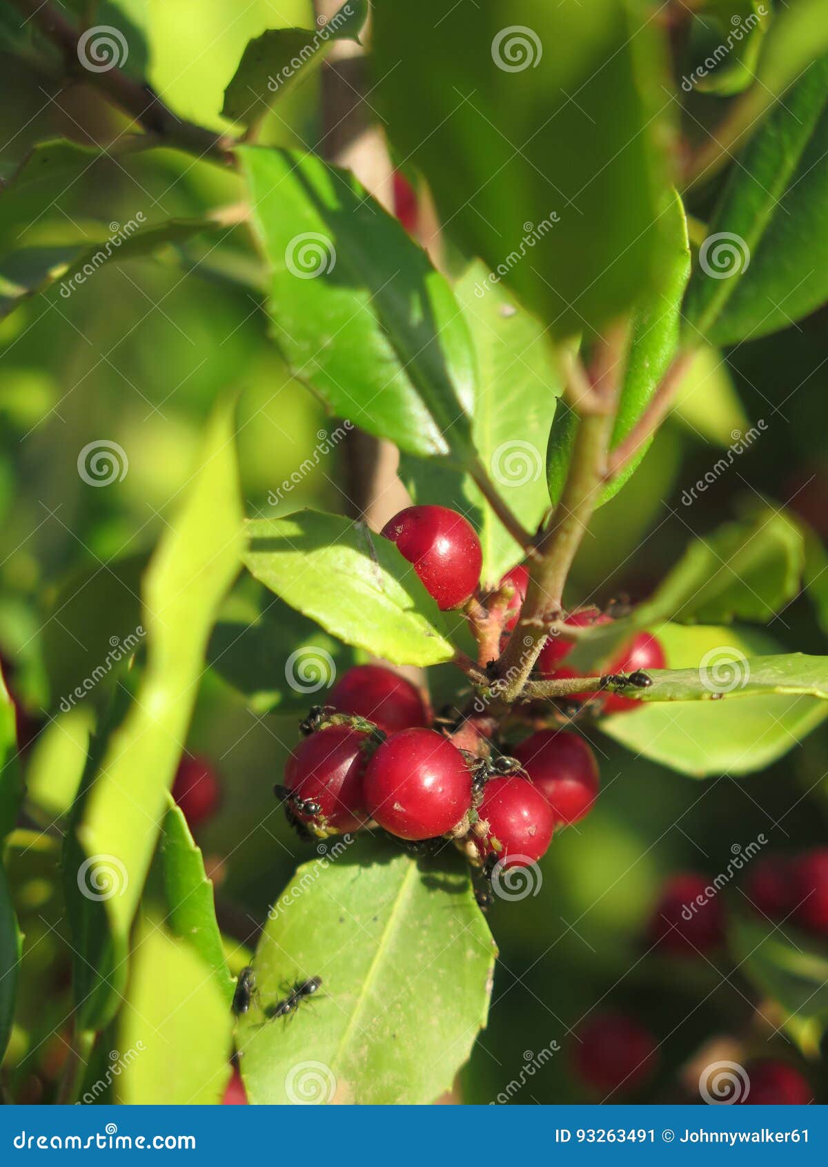 Ants on red berries stock image. Image of beauty, medicative - 93263491