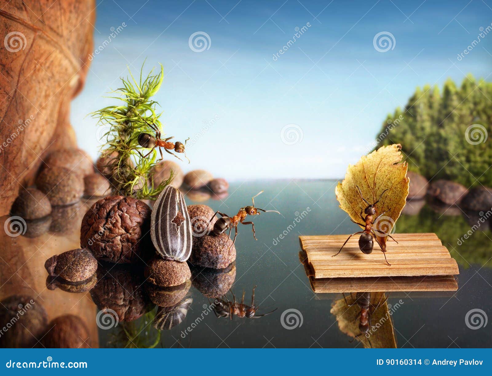 Ants rescue on water stock photo. Image of salvation - 90160314