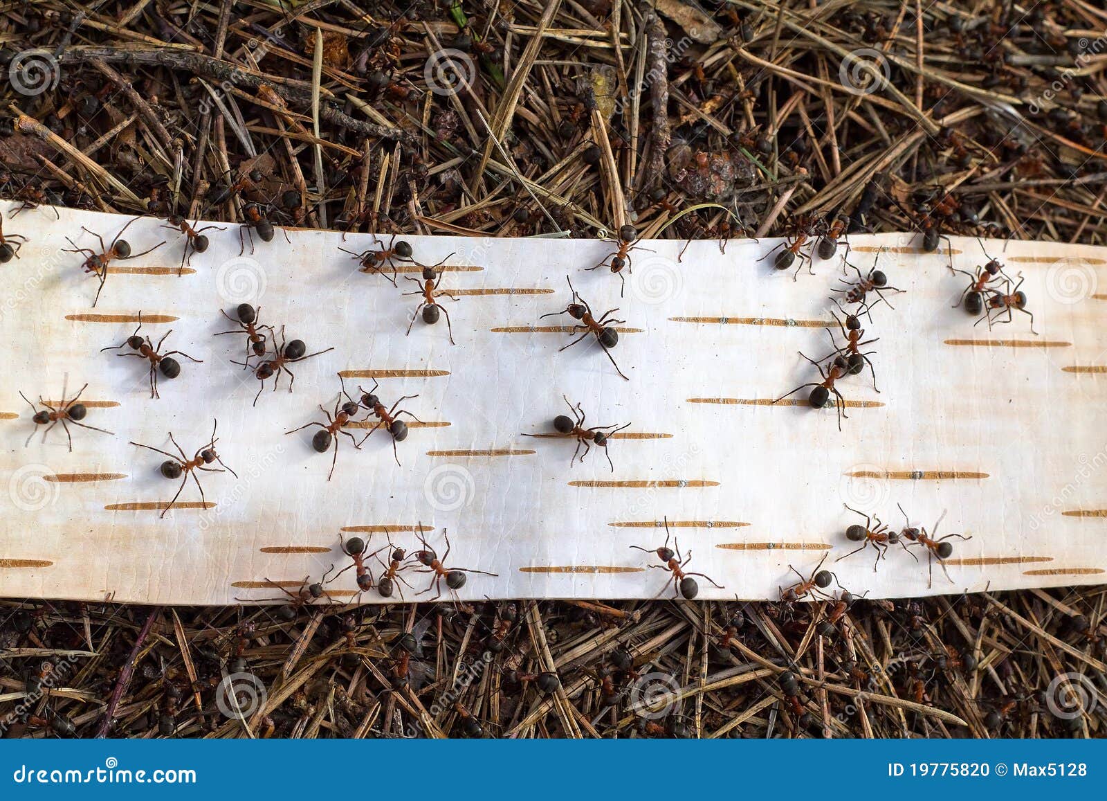 Ants on road stock photo. Image of congestion, animal - 19775820