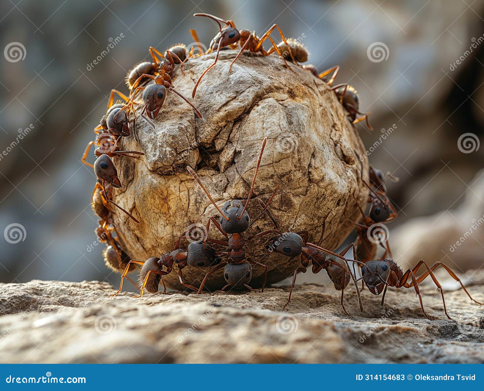 Ants Roll Heavy Stones Uphill at Rock, Highly Organized Ant Colony ...