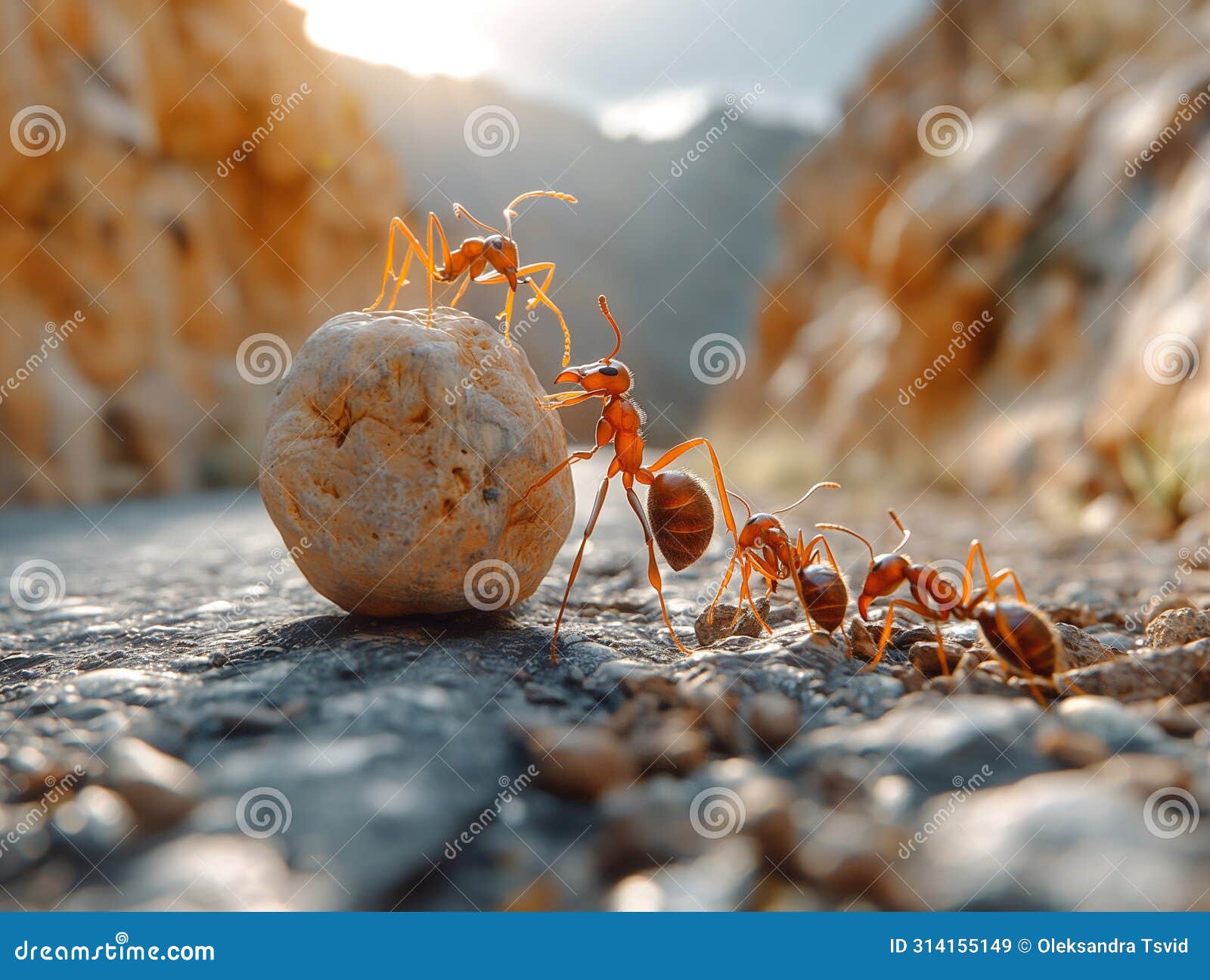 Ants Roll Heavy Stones Uphill at Rock, Highly Organized Ant Colony ...
