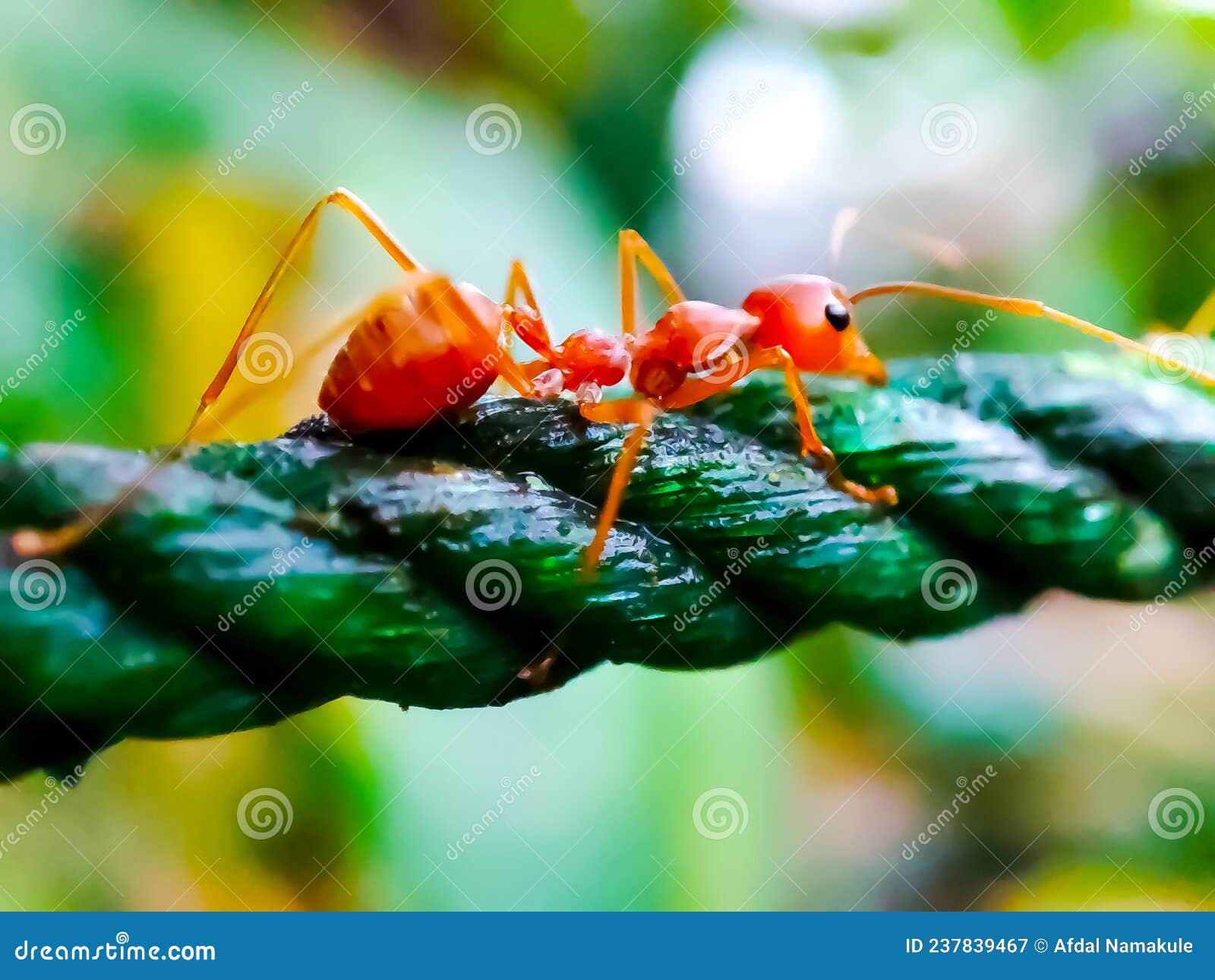 Ants on a rope stock image. Image of green, leuwisari - 237839467