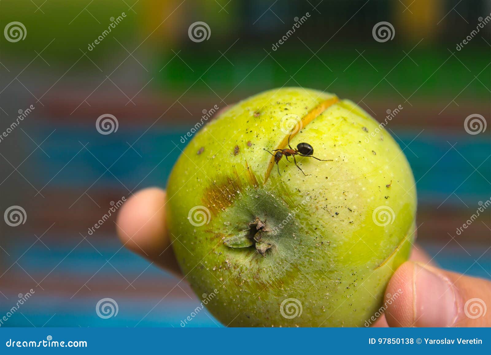 Ants Running at Broken Apple Stock Photo - Image of pyrrhocoris, black ...