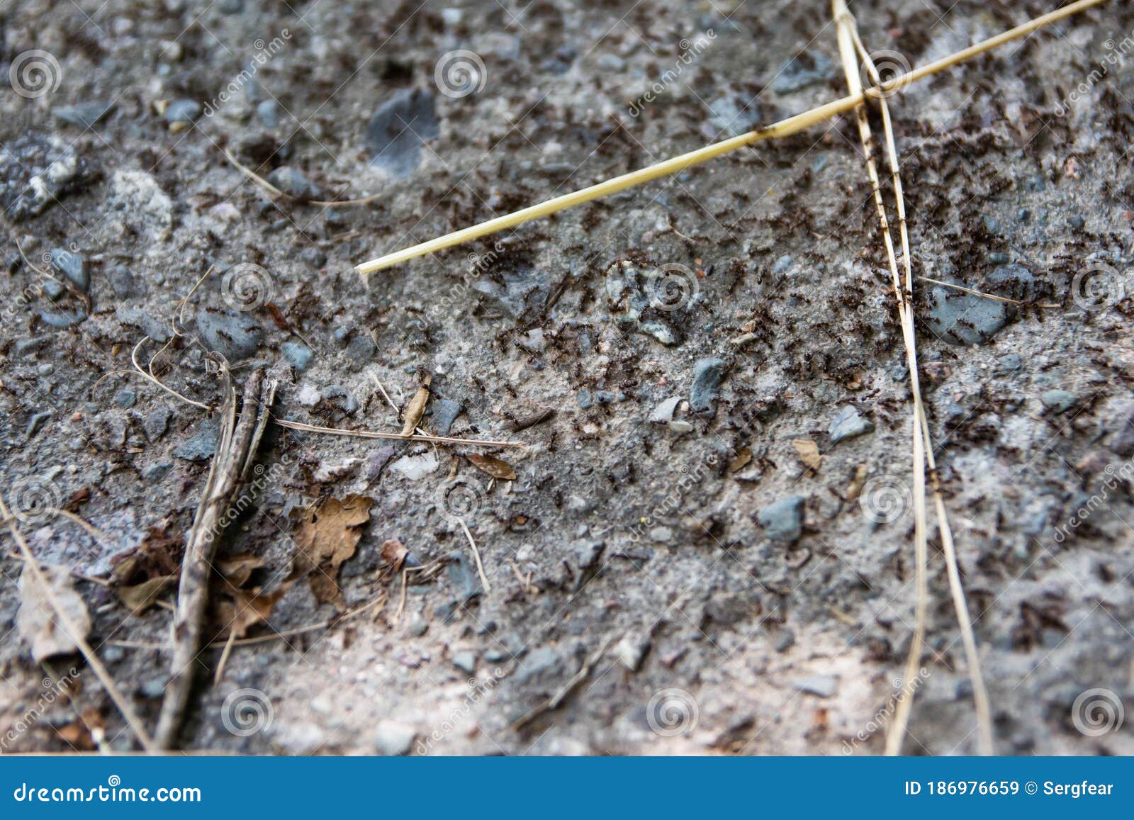 Ants Running, Ants Cord, Many Ants Fast on Ground. Stock Image - Image ...