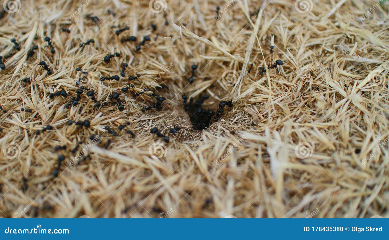 Ants Row Running Royalty-Free Stock Photo | CartoonDealer.com #89017623