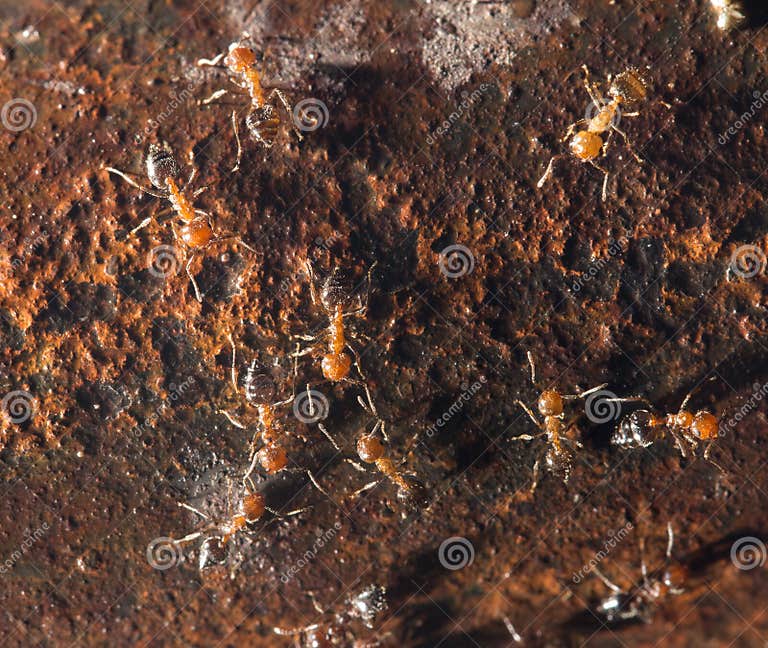 Ants on rust. close-up stock photo. Image of family - 102259320