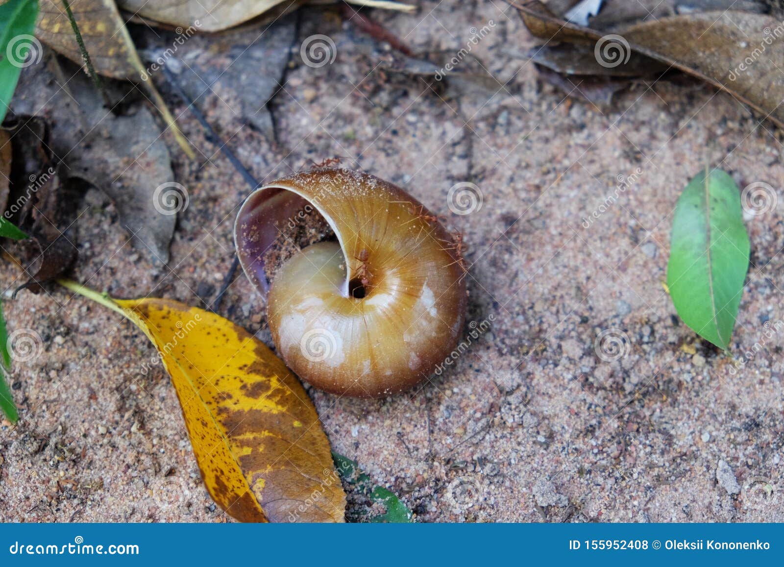 Ants on the Snail Shell. Shell on the Ground Stock Photo - Image of ...