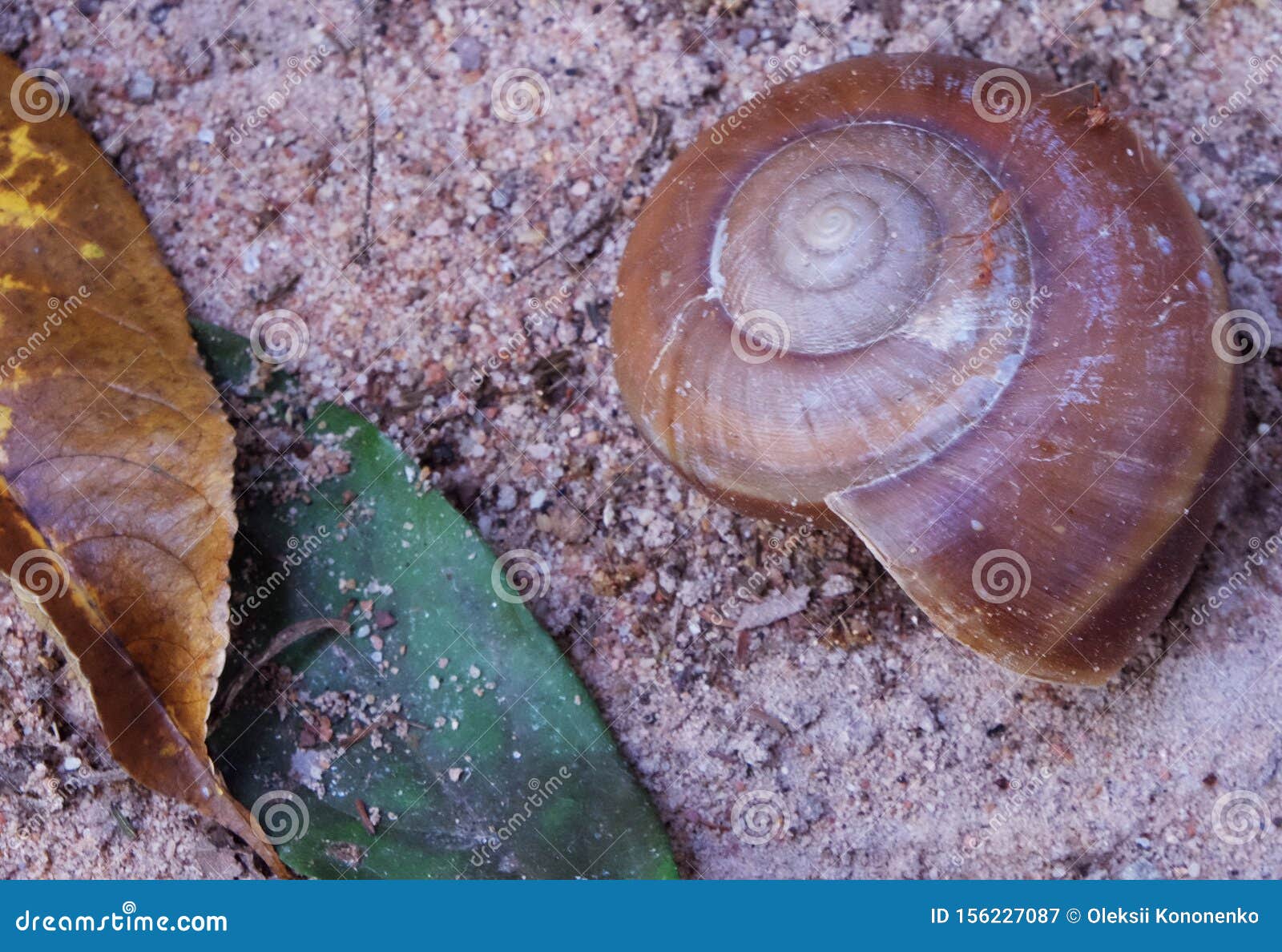 Ants on the Snail Shell. Shell on the Ground Stock Image - Image of ...