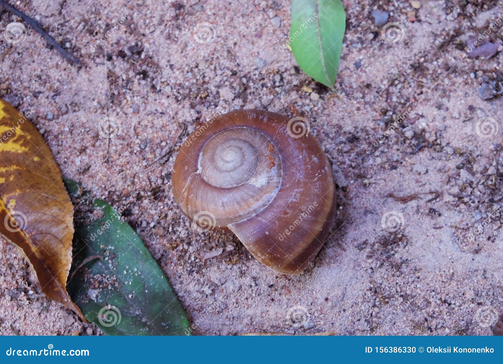 Ants on the Snail Shell. Shell on the Ground Stock Photo - Image of ...