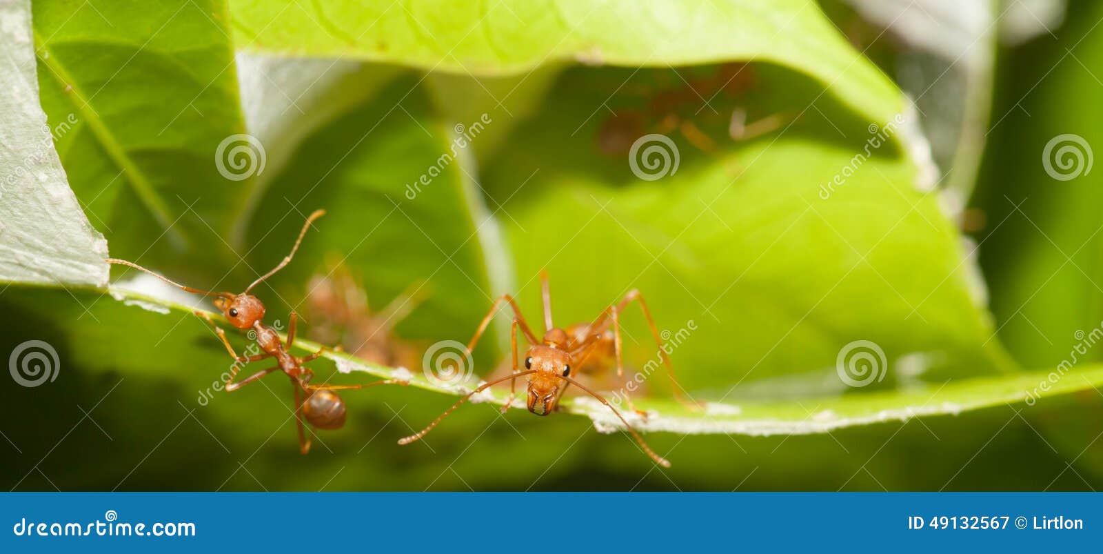 Ants soldier stock image. Image of insect, protect, unity - 49132567