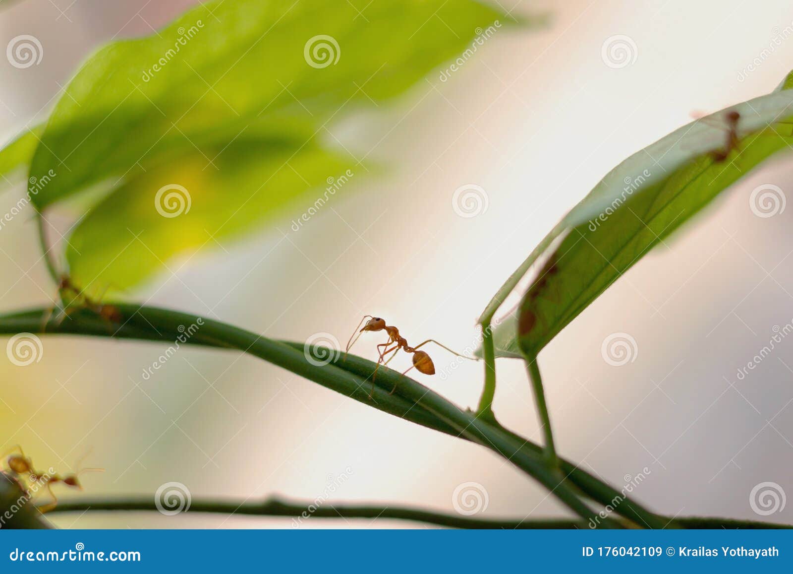 Red Ants Stand On Green Leaves. Stock Image | CartoonDealer.com #123604741
