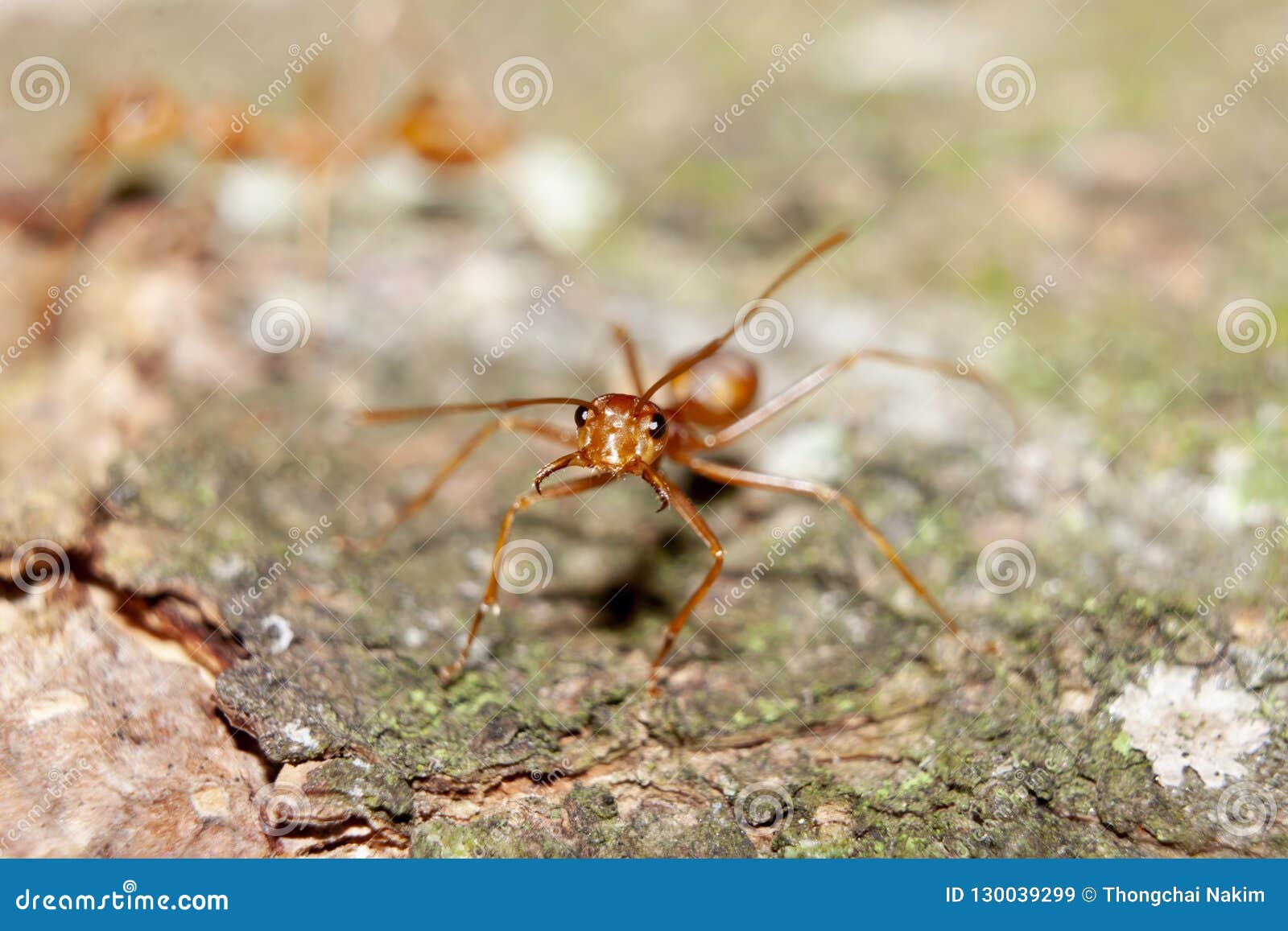Red ant on the tree. stock image. Image of close, insect - 130039299