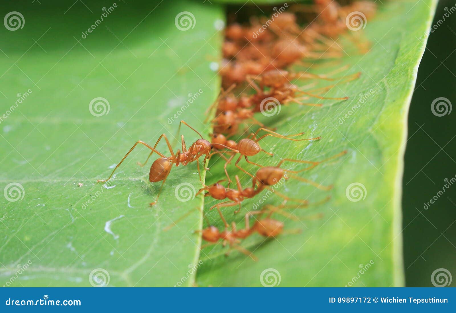 Ants Stitching Leaves Together Unity Concept Stock Photo - Image of ...