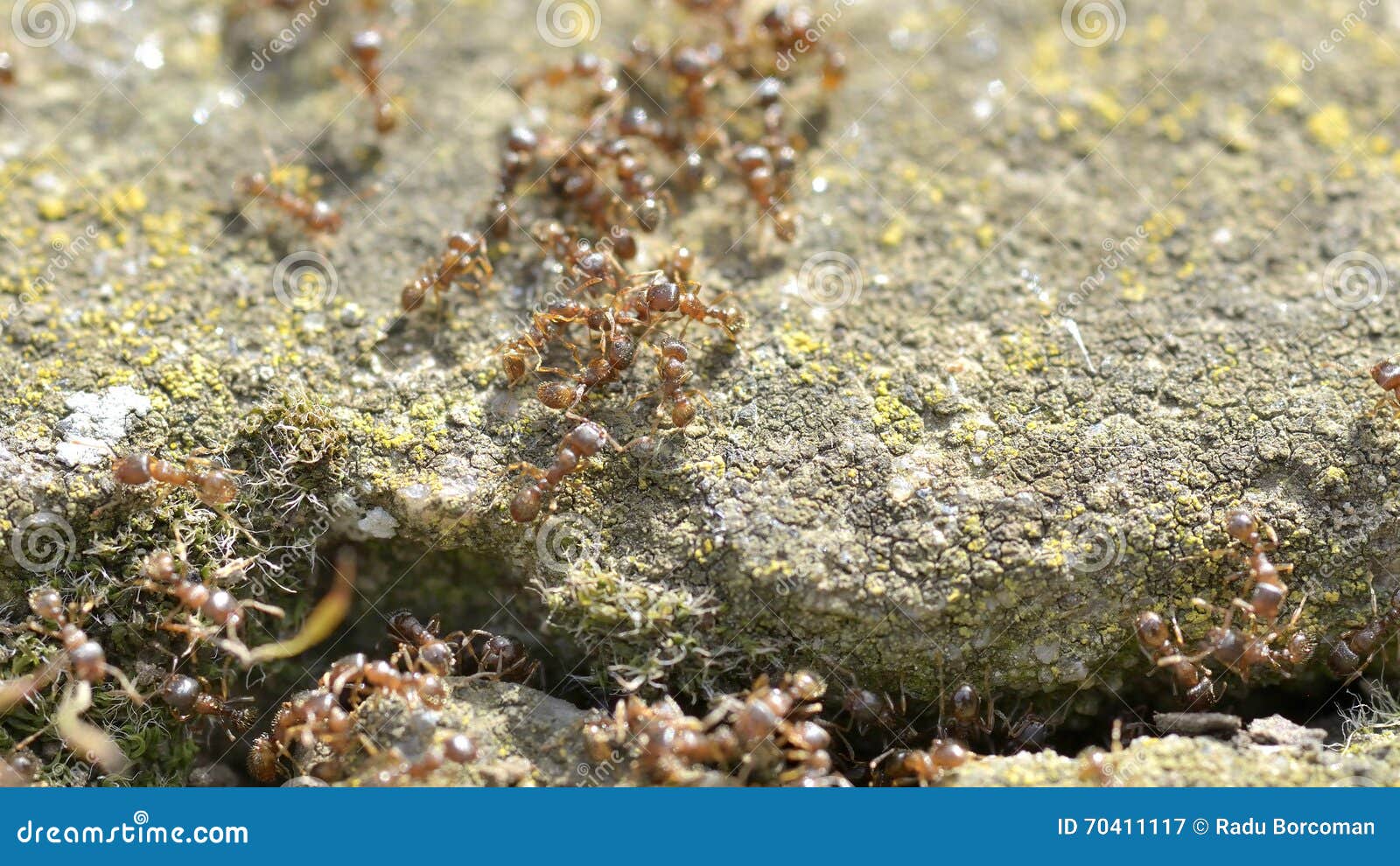 Ants on stone stock image. Image of macro, colony, digging - 70411117