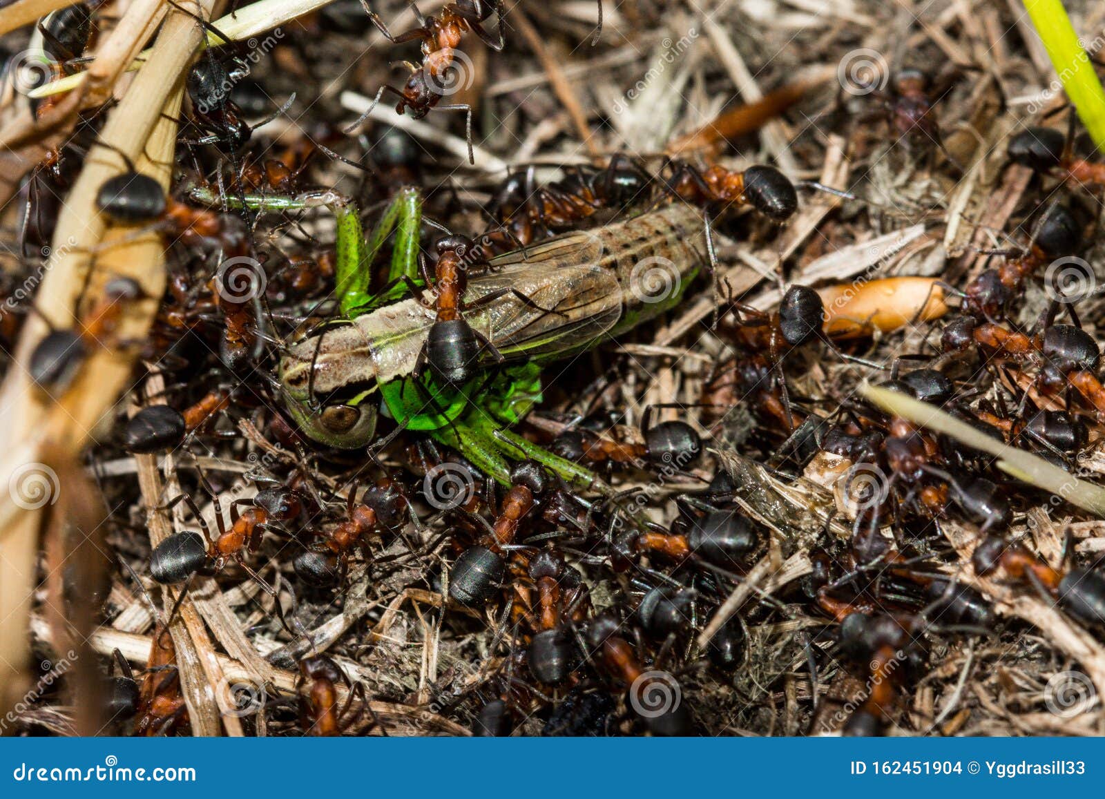 Ants Swarm Attacking a Grasshopper Stock Photo - Image of business ...