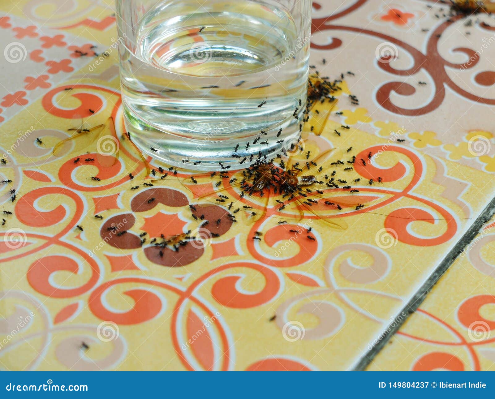 The Ants Swarmed To Eat Sweets on the Table. Stock Image - Image of ...