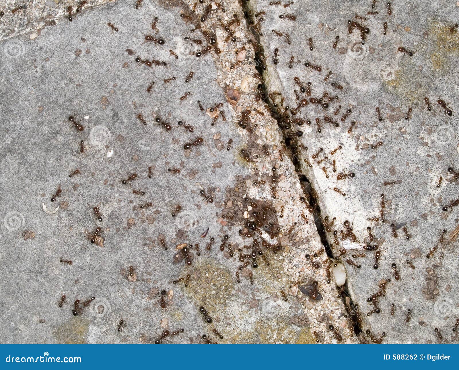 Ants swarming stock photo. Image of close, macros, layers - 588262