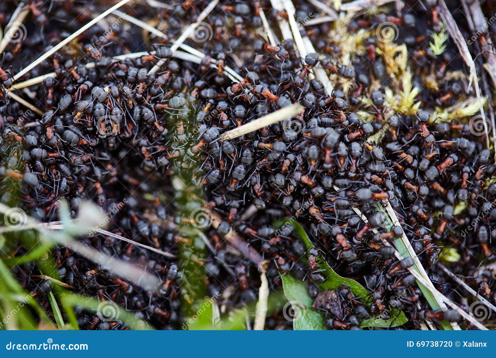 Ants swarming stock photo. Image of mass, arthropoda - 69738720