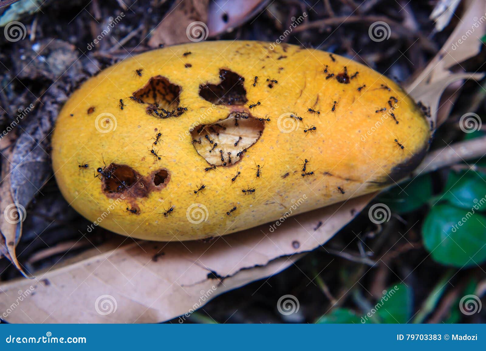 Ants swarming mango stock image. Image of eating, teamwork - 79703383