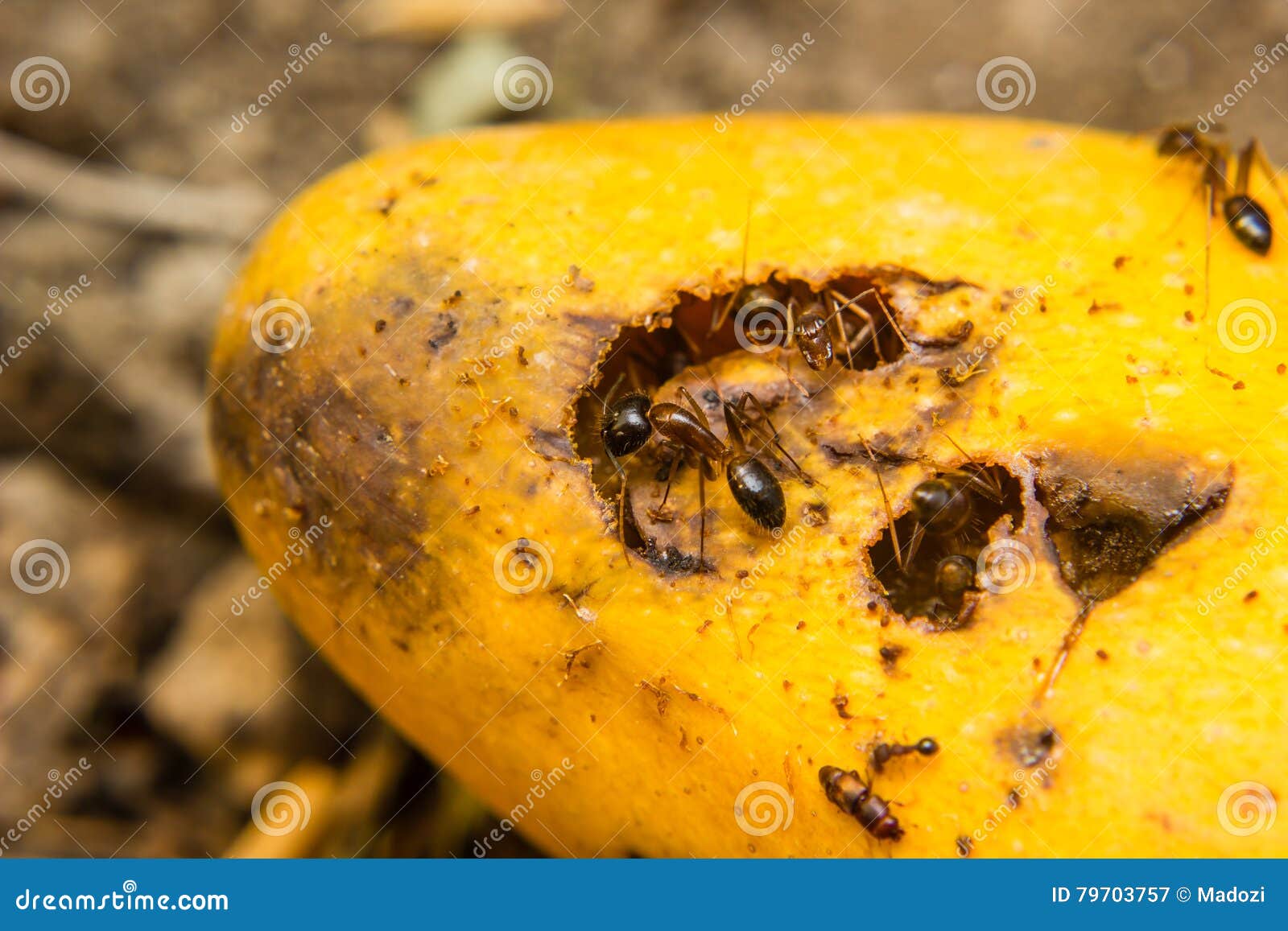 Ants swarming mango stock image. Image of depth, yellow - 79703757