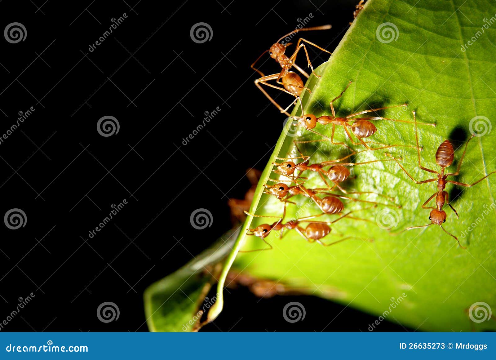 Ants team working stock image. Image of friend, partner - 26635273