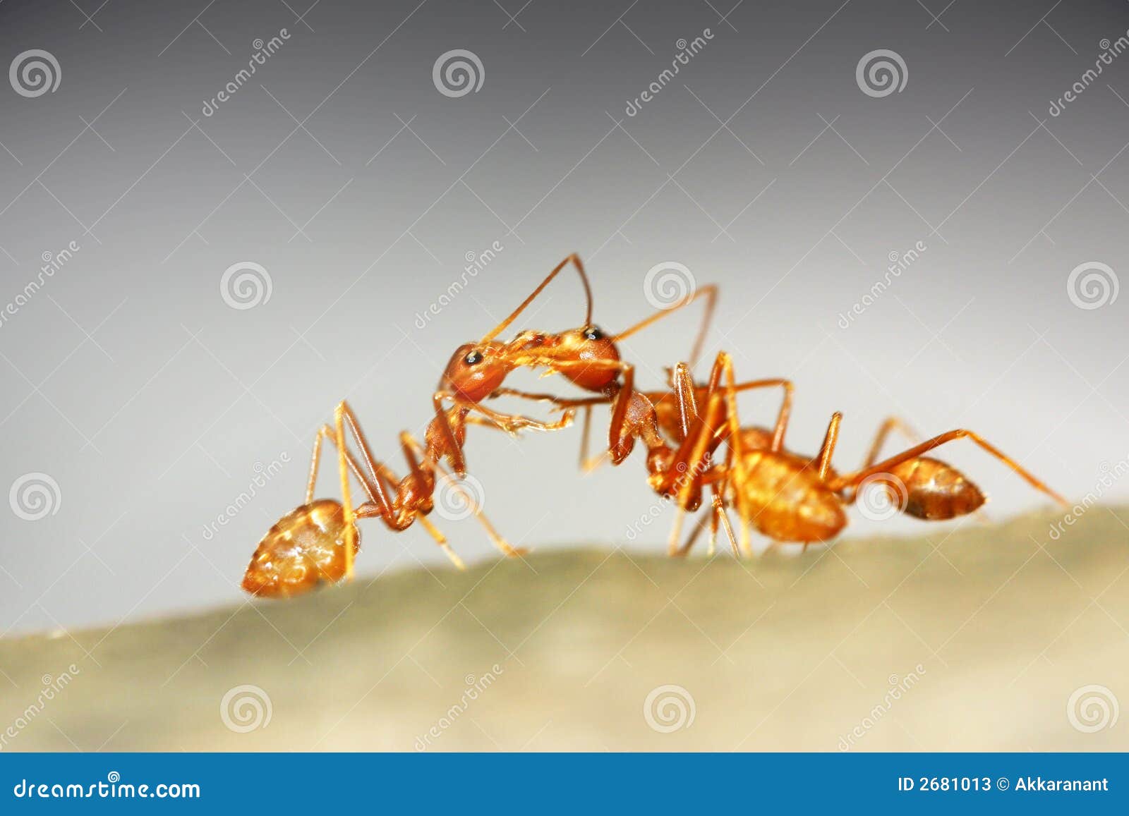 Ants Teamwork stock image. Image of life, wood, animal - 2681013